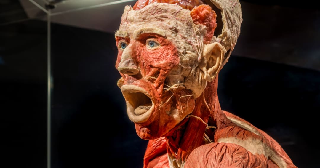 Body Worlds in Perth | Official Exhibition